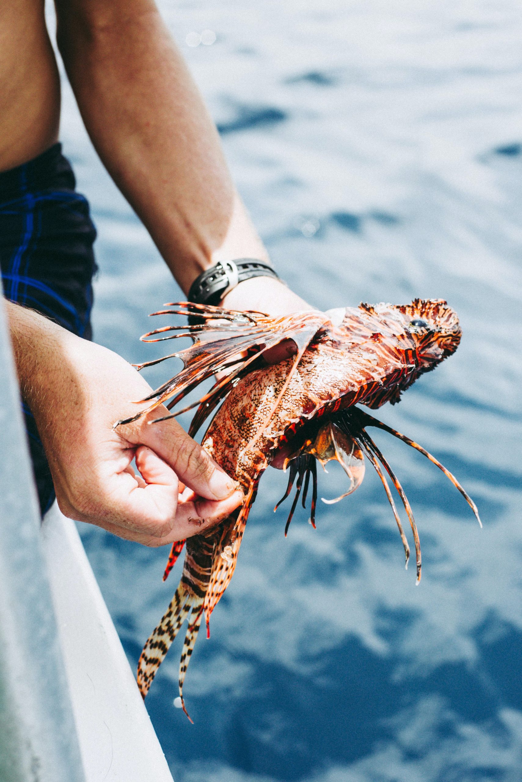 Lionfish Collecting & Handling Workshops