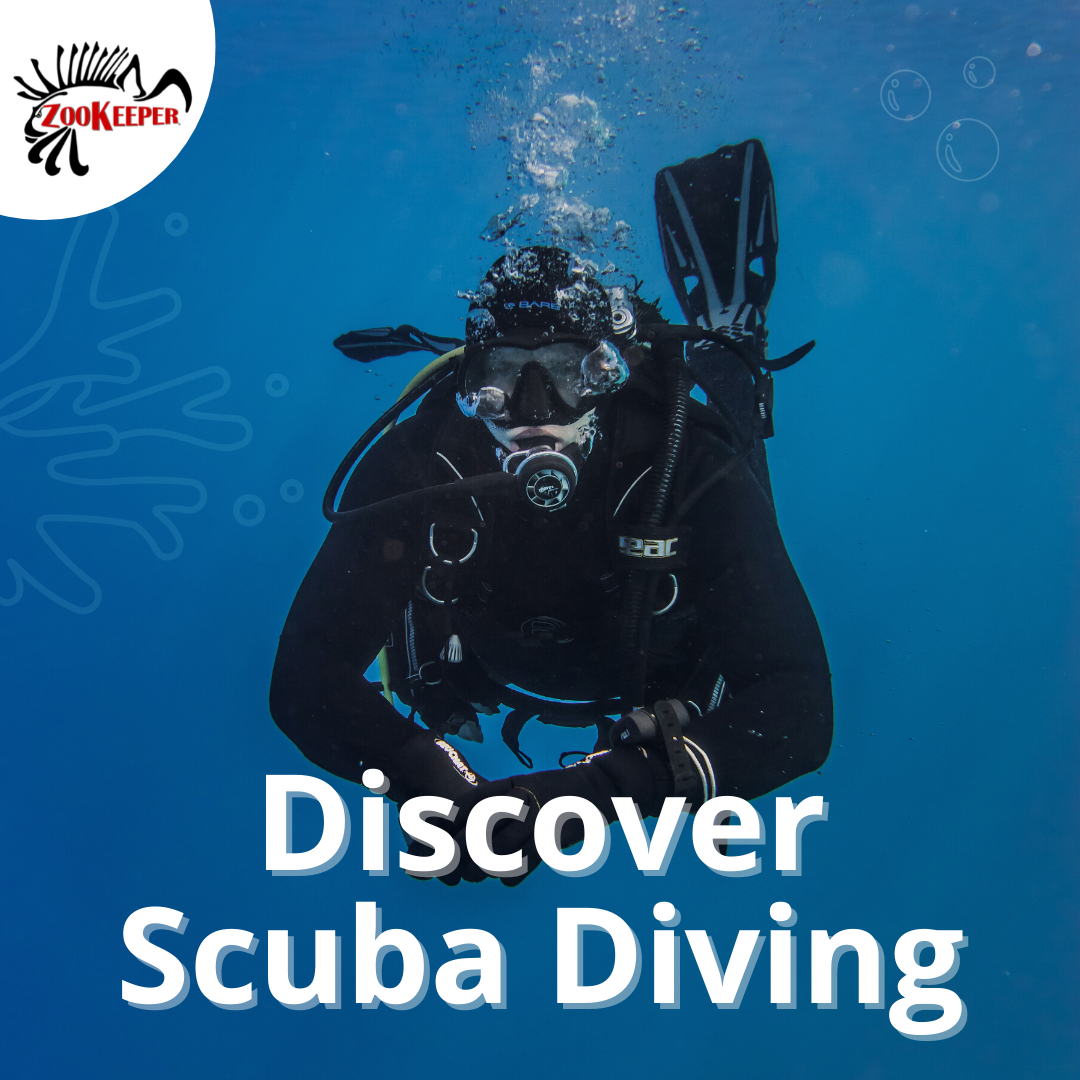 Discover Scuba Diving Course ~ ZooKeeper